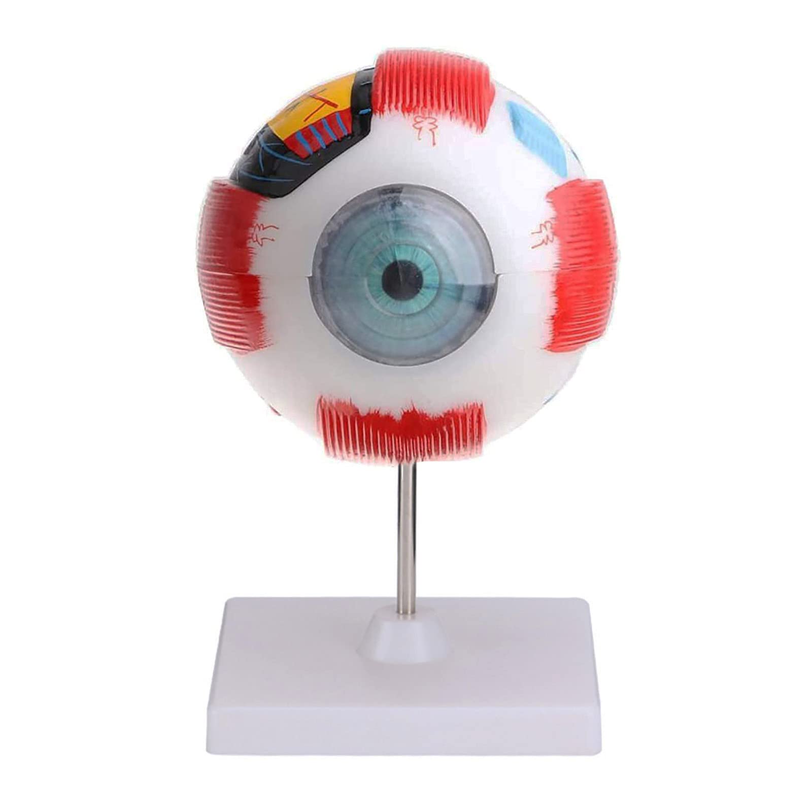 Oog Anatomie Diagram Eye Human Anatomy Stockvectorkunst En Meer