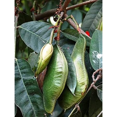 Buy Ashoka Tree Seeds for Planting seeds-5nos Online at Low Prices in ...