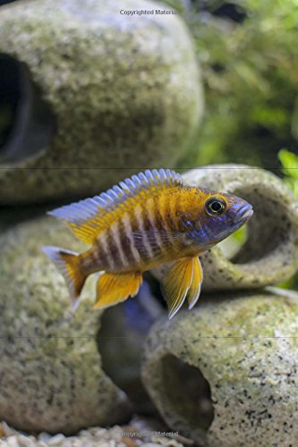 Amazon | Red Jacob Peacock African Cichlid Fish Journal | Cool Image ...