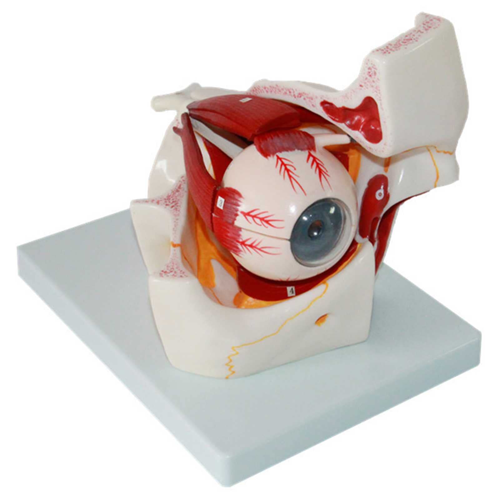 Buy Eye Anatomy Model Human Eyeball Model Eyeball and Orbital Model 3X ...