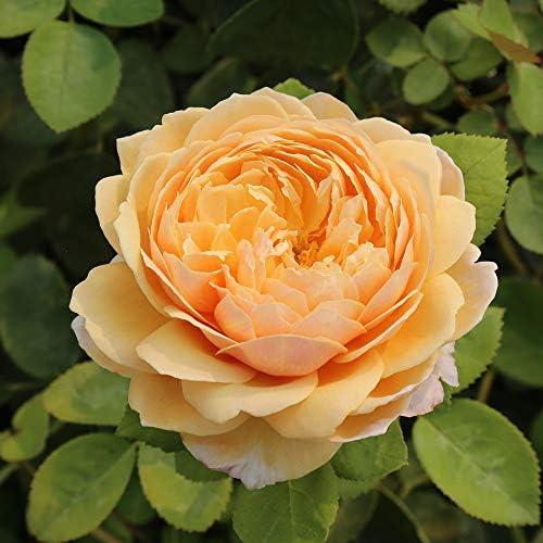 Amazon.com : Heirloom Roses Hybrid Tea Rose Plant - Eleganza® Grande ...