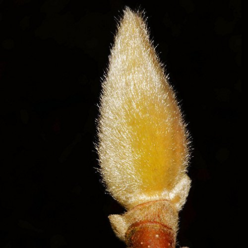 Amazon.com: Soft Nail : Jason Coggins: Digital Music