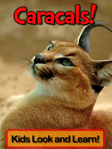 Caracals! Learn About Caracals and Enjoy Colorful Pictures - Look and ...