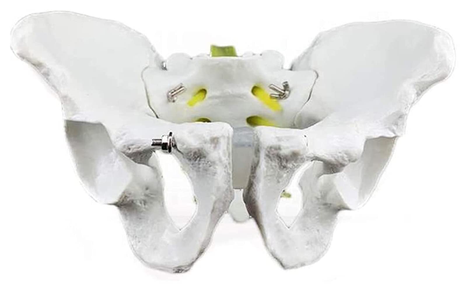 Buy Anatomy Model, Male Pelvis Model, Life Size Pelvic Human Anatomy ...