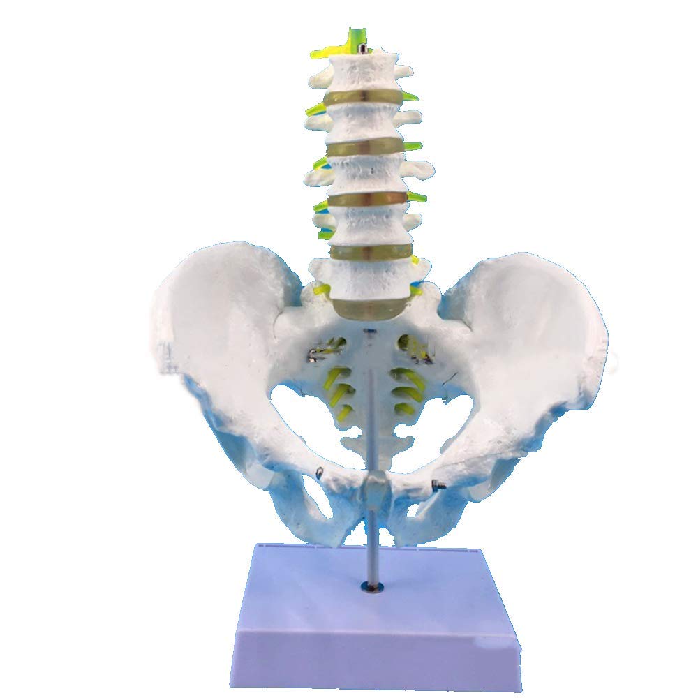 Buy Pelvic Model,Anatomy Pelvic Model Small Anatomy Pelvic Model with ...