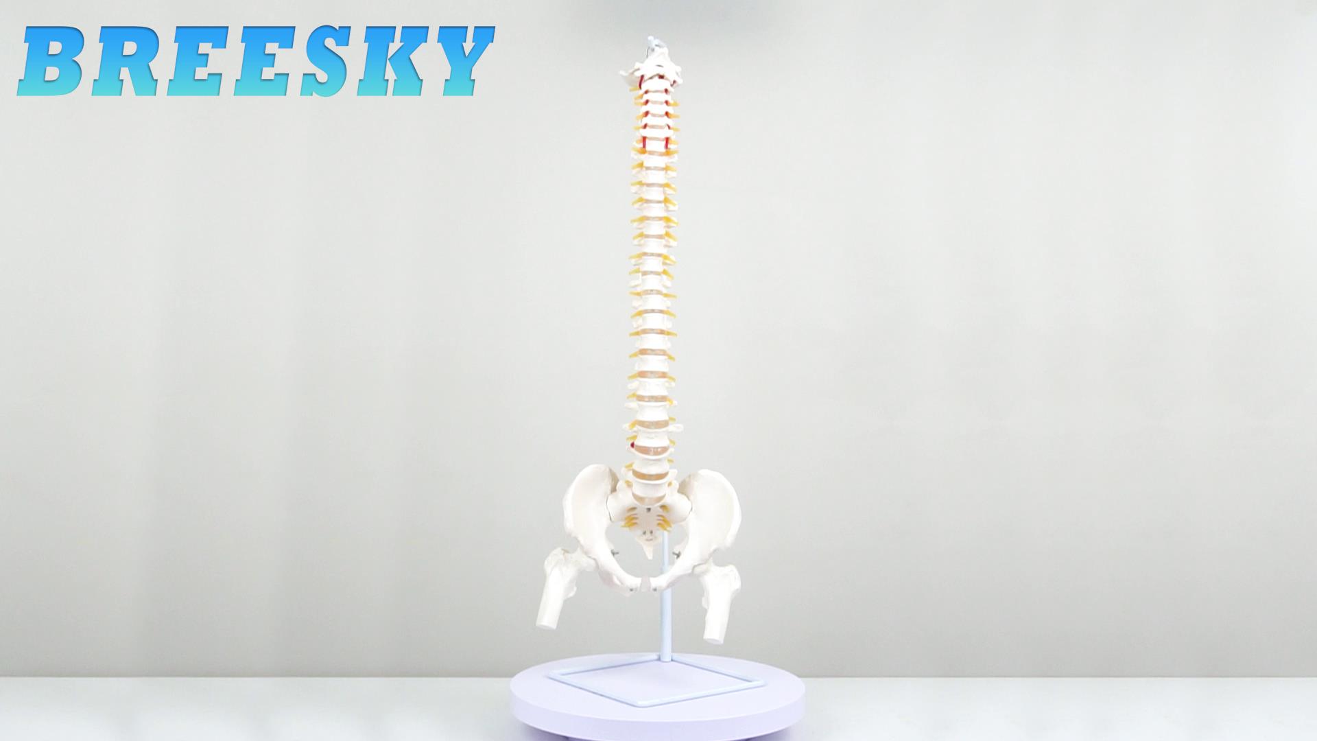 VAV223 Flexible Spinal Column With Color-Coded Regions - Vertebral