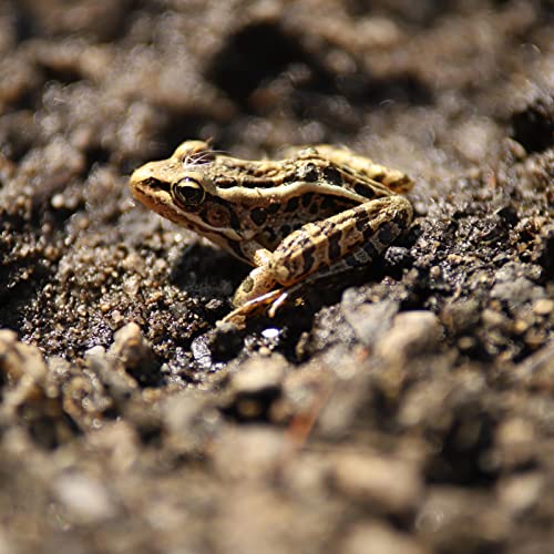 Play Hot Toad by Deadwood Honey on Amazon Music