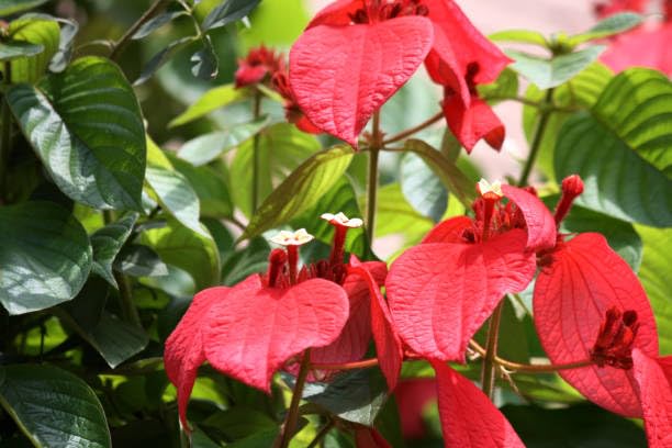 Mussaenda philippica flower plants hybrid variant (Red) : Amazon.in ...