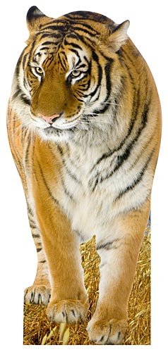 Buy Jungle Safari Tiger Cardboard Cutout Standee Standup Prop Party ...