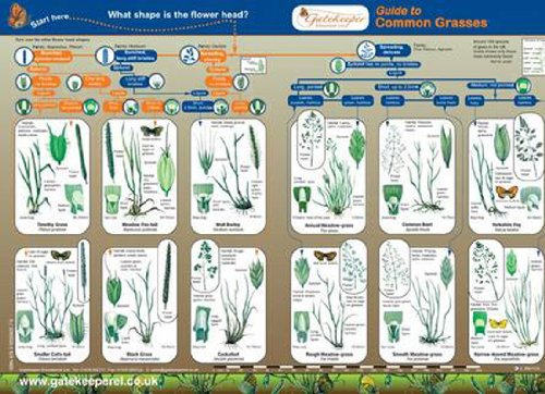 Guide to Common Grasses (Guides for Identifying British Wildlife ...