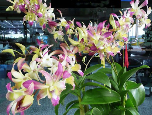 Dendrobium Cesar Java Candy : Amazon.in: Garden & Outdoors