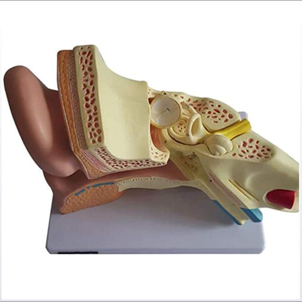 Buy Anatomical Model Of ear Showing The External ear, Middle and ...