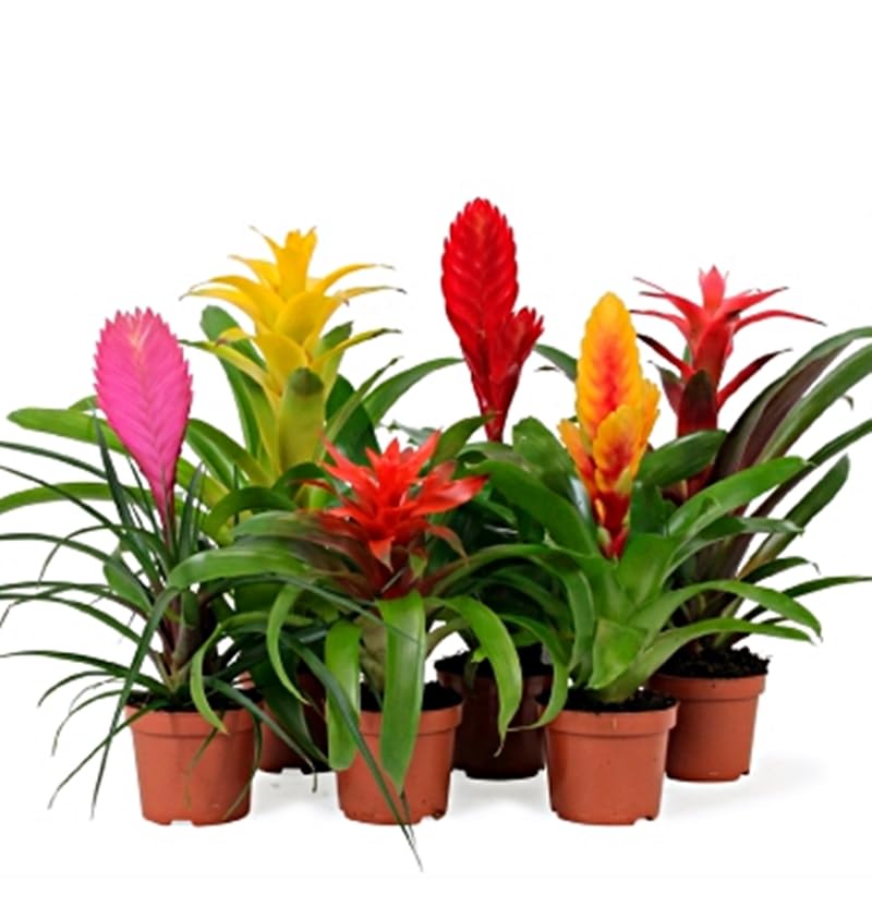 Bromelias BricoDepot ️ 2026