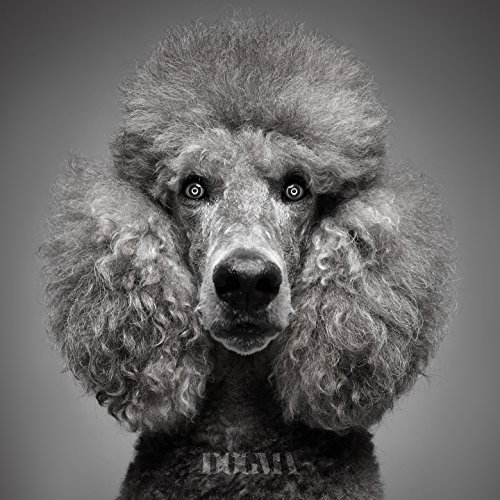 Play Dogma by Johann Sebastian Bass on Amazon Music