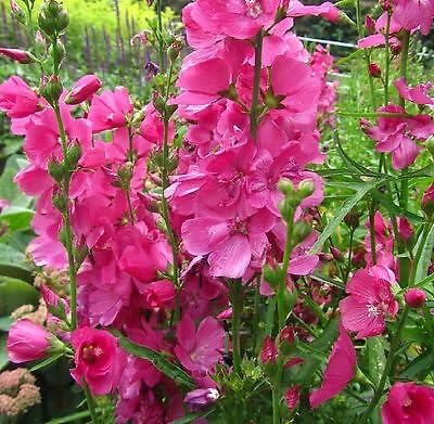 Amazon.com : Prairie Mallow, Sidalcea malviflora seeds : Patio, Lawn ...