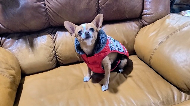 Watch All Snug and Ready for Cold Days | #Gifted on Amazon Live