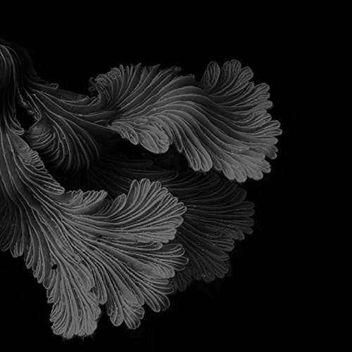 Amazon.co.jp: Mithras Lab : Me and The Plant: デジタルミュージック