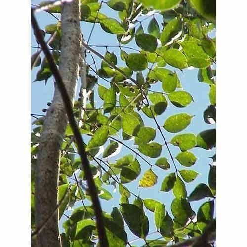 Commiphora Mukul, Guggal, Guggul - Plant : Amazon.in: Garden & Outdoors