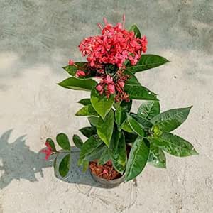 Ixora Red – Lush Live Flowering Plant (1 Healthy Shrub) | Chethi/Thechi ...