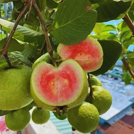 Amazon.com : Guava Tree Live Plant, 4-8" Pink Guava Tree Live Plant ...
