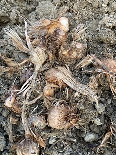 Bulbi Zafferano Italiano → Classifica dei Più Venduti Online 2023