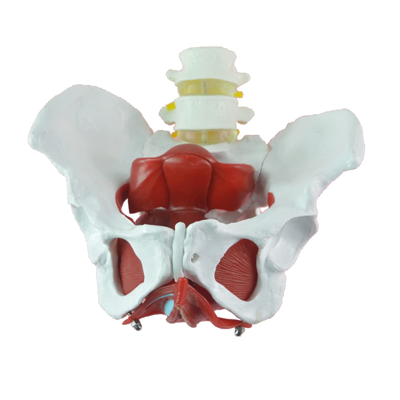 Removable Anatomy Model Female Pelvis Anatomy Model With Removable ...
