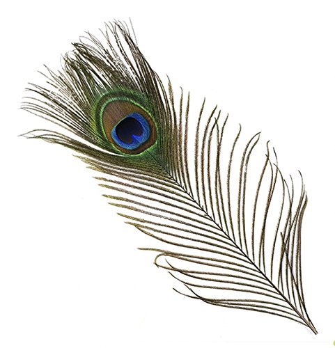 Peacock PANKH Pack of 5 : Amazon.in: Home & Kitchen