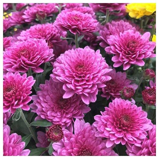 GREENLIVE TRADERS Live Chrysanthemums/Guldavari Plant : Amazon.in ...