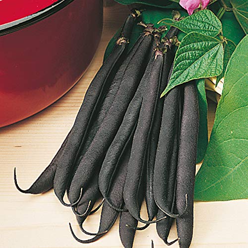 Creative Farmer Vegetable Seeds Stringy Snap Beans Seeds - Beans Purple ...
