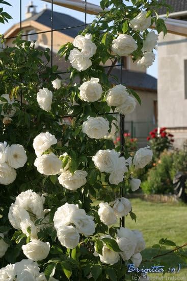 Imported White Rose Climber Live Flower Plant, White Rose plant With ...
