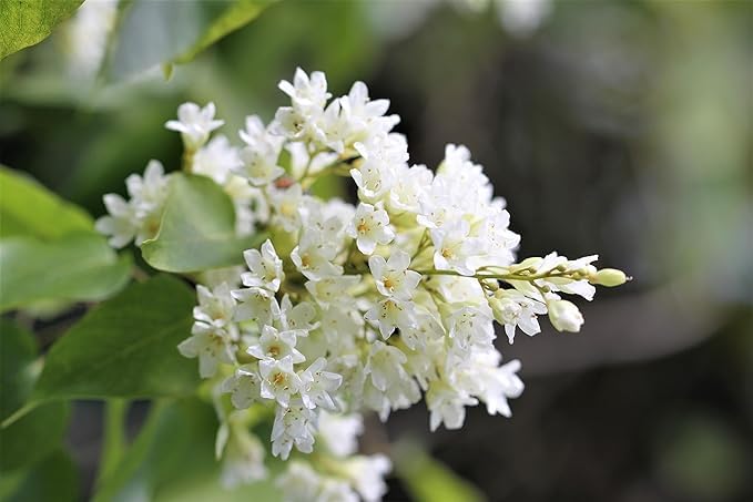 greEen Earth™ Mani Mulla Porana Paniculata Christmas jasmine Fragrant ...