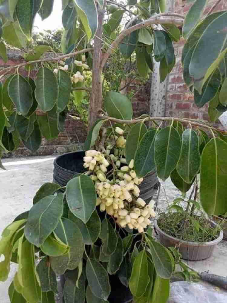Cloud Farm Rare White Jamun Jambolan Variety Grafted Fruit Live Plant ...