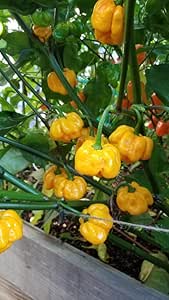 Amazon.com : Yellow Jamaican Scotch Bonnet Live Plant, 3 Super Hot Pepper Live Plants, 90 Days ...