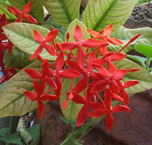 IXORA LIVE PLANT/IDLY POO RED FLOWER LIVE PLANT : Amazon.in: Garden ...