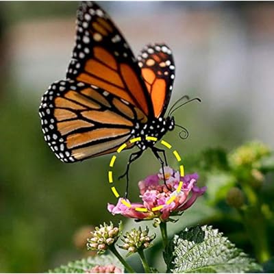 Buy TOYMANY 16PCS Insect Figurines Life Cycle of Monarch Butterfly ...