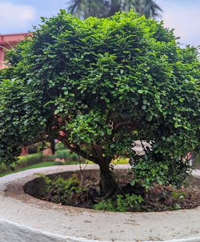 SINGO POINT Dwarf Table Kamini Flower Plant – Murraya Paniculata Mini ...