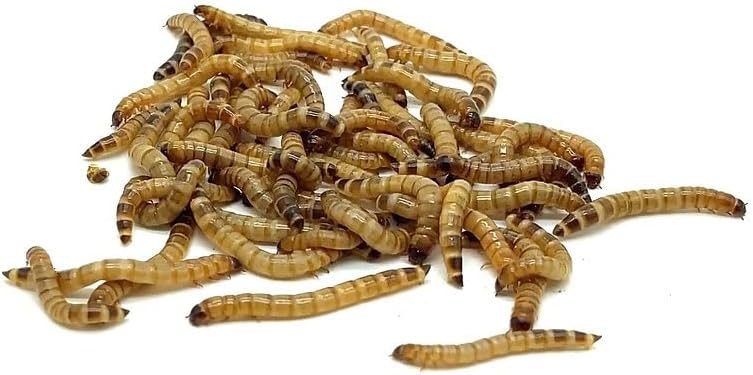 Amazon.com : SUPERWORM CO - 1000ct Live Superworms - Medium 1"-1.5"+ - Live Arrival Guaranteed ...