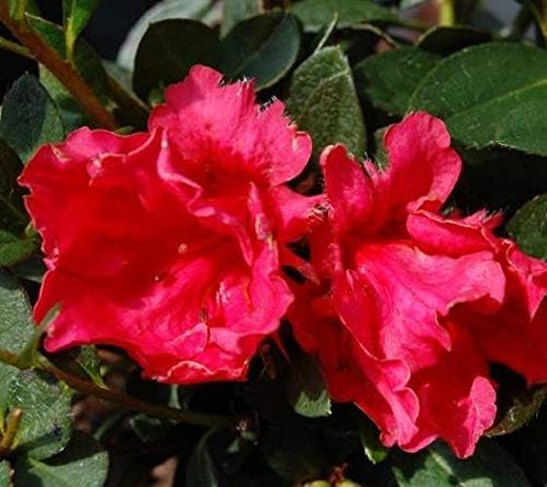 Amazon.com : Red Ruffle Azalea - Starter Plant (8m) (1 Live Plant ...