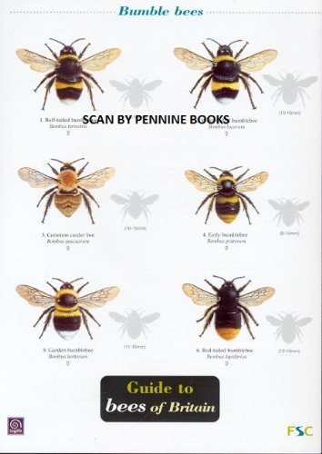 Guide to Bees of Britain (Occsional Publications): Amazon.co.uk ...