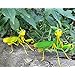 Amazon.com: GIFTME 5 Metal Mantis Garden Yard Art Decor,Praying Mantis ...