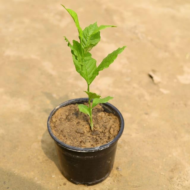 Bel Patra in 6 Inch Nursery Plant : Amazon.in: Garden & Outdoors