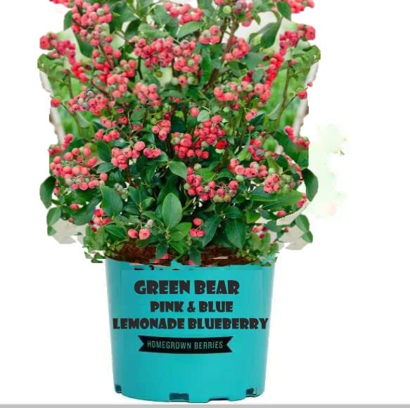 Amazon.com : Pink Lemonade Blueberry Shrub 2 Gallon Potted : Patio ...