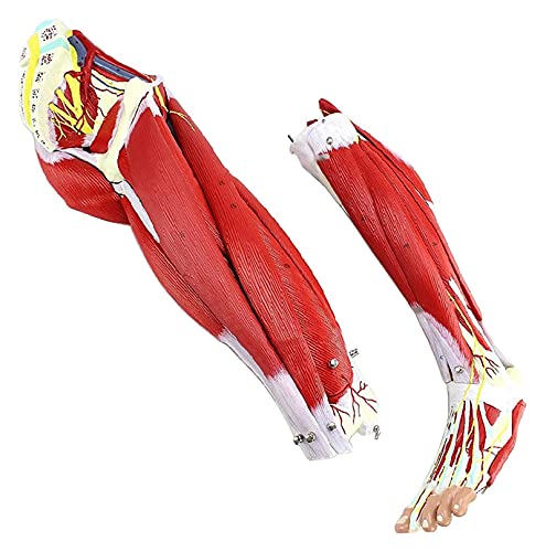 KINOFU Educational Model, Life Size Muscle Leg Model Human - Want It All