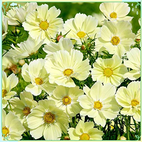 Cosmos xanthos - How to grow & care