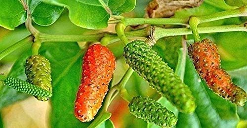 M-Tech Gardens Rare Medicinal Plant Thippali or Pippalli/Long Pepper ...