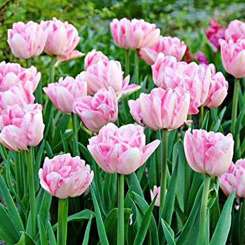 8 x Tulip Double Late Finola – Spring Flowering Bulbs - Boasts Peony Shaped Flowers - Almost ...
