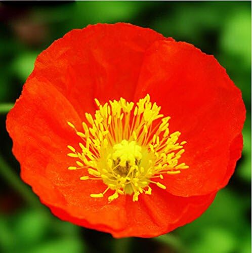 Amazon.com : Hot Sale Rare Persian Blue poppy Papaver Somniferum Flower ...