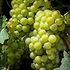Amazon.com : Grape Vine, Grape Plant Live 1-2 Years Old, Sweet Grape ...
