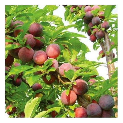 Mphmi Plum Live Plant Aloo Bukhara Tree Or Edible And Flower For Garden ...