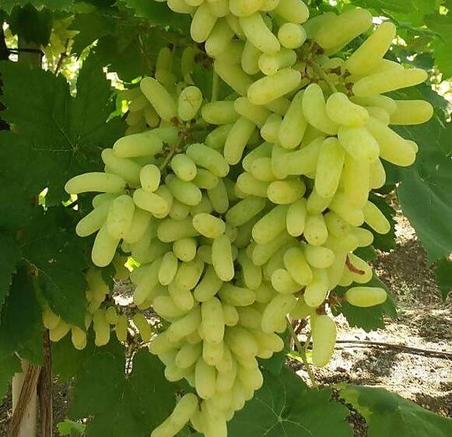 Nandini Garden Sweet Grape Fruit Air Layered Live Plant Angoor Angur ...